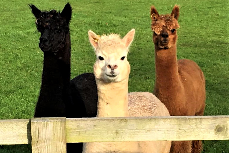 They’re cute, but alpacas pack a punch. And a kick. And a spit ...