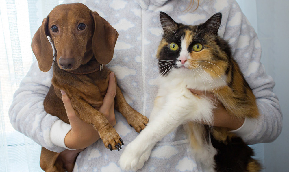 Purr-fect pet care – the 10 top ways to look after your animals ...