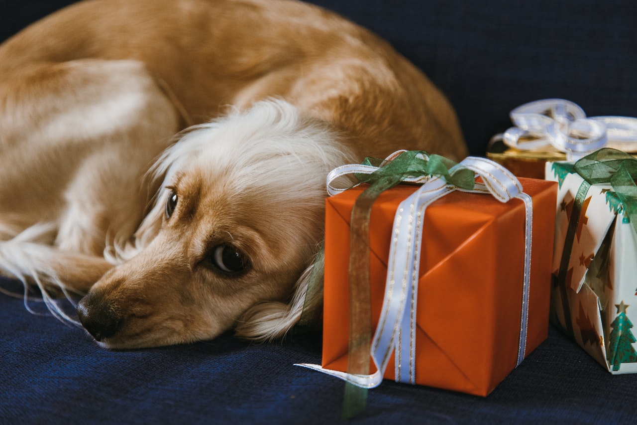 Ten festive decorations pet owners should keep an eye on - Checklists